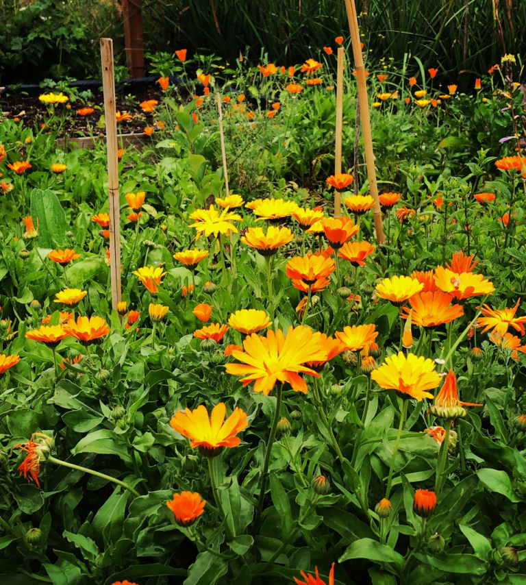 Ethics and Principles - The Foundation of Permaculture - Nettles ...