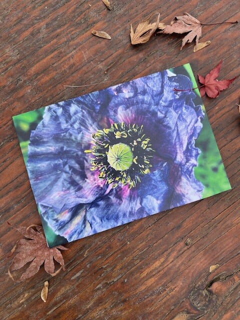 Gray Poppy Card - Nettles & Roses Permaculture