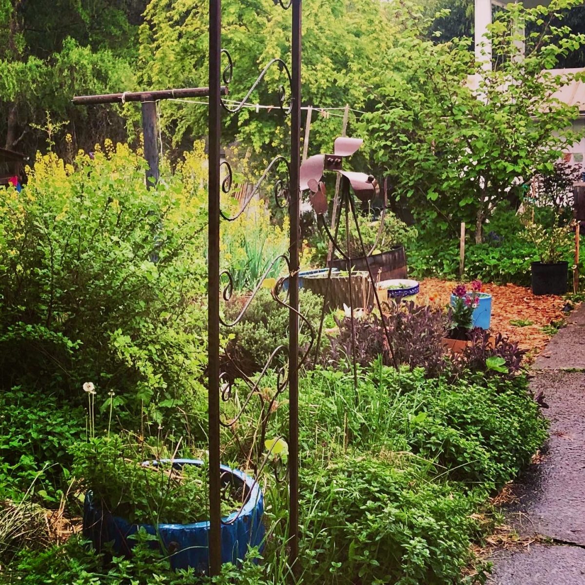 The Tree Guild in a Permaculture Food Forest Garden - Nettles & Roses ...