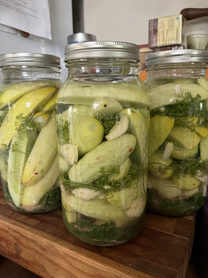 Kosher Style Fermented Dill Pickles - Nettles & Roses Permaculture